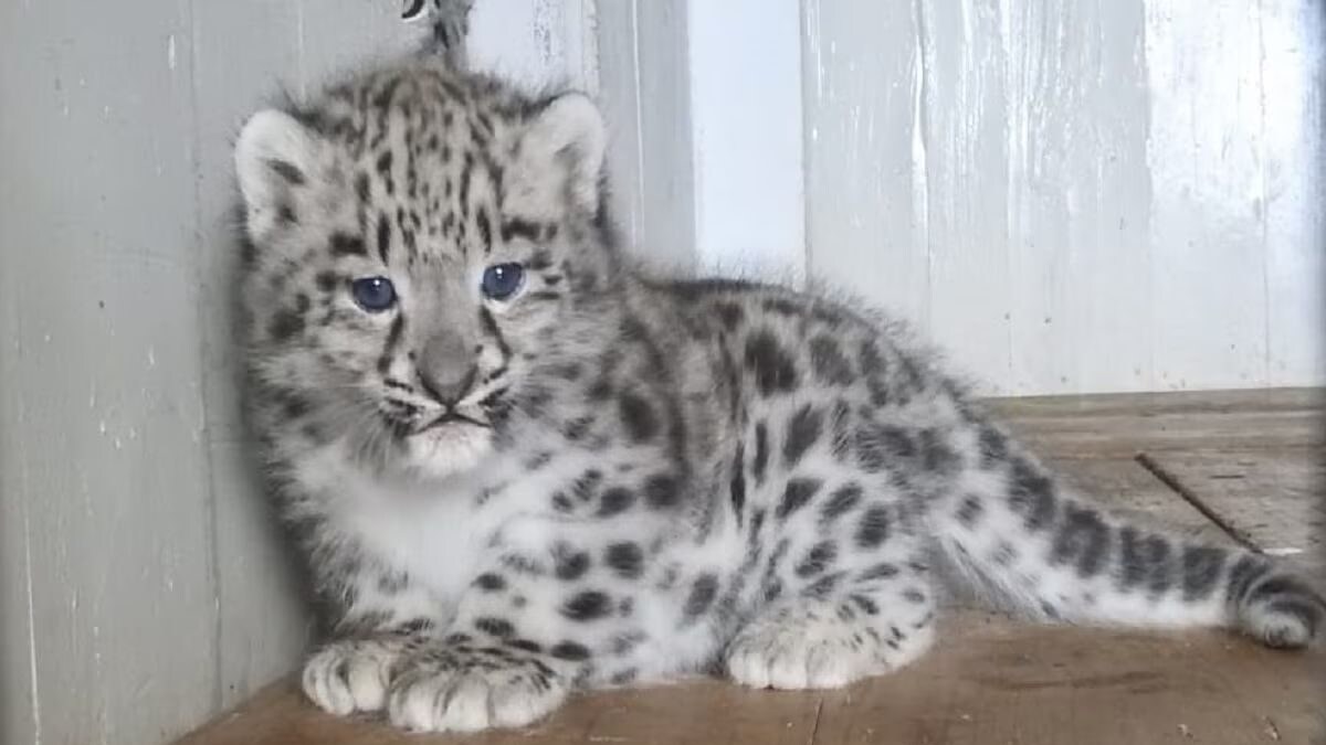 4 Red Pandas And 2 Snow Leopards Born In Darjeeling Zoological Park ...