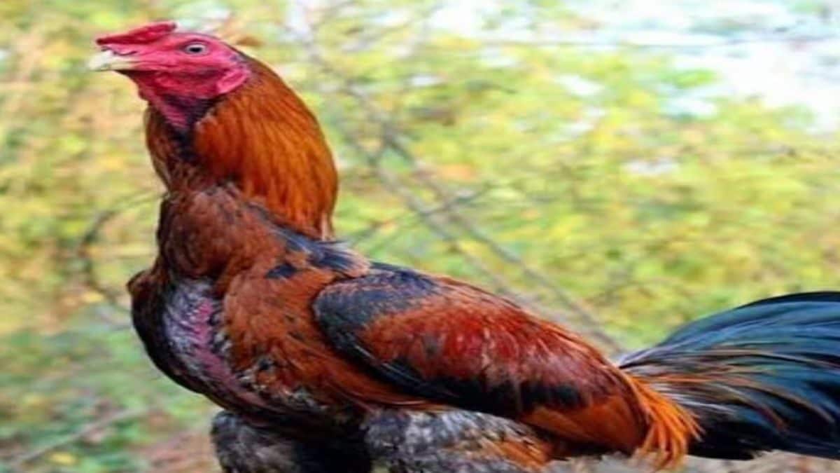 Asil Chicken: A Profitable Poultry Breed Known For Its Unique Qualities ...