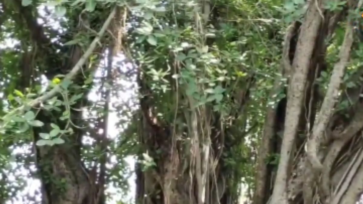 In UP's Etawah, Branches Of This 500-year-old Banyan Tree Spread Up To ...