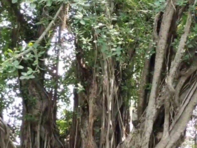 In UP's Etawah, Branches Of This 500-year-old Banyan Tree Spread Up To ...