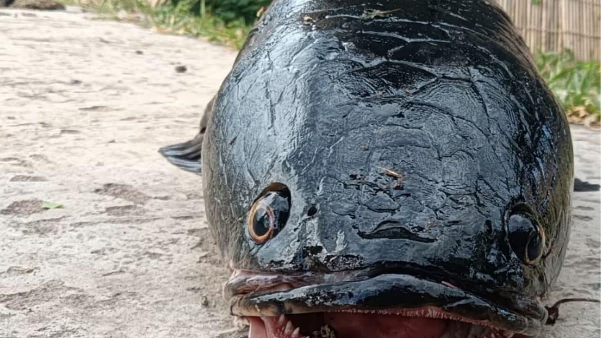 In West Bengal’s Malda, Fisherman Catches Giant-sized Rare Snakehead ...