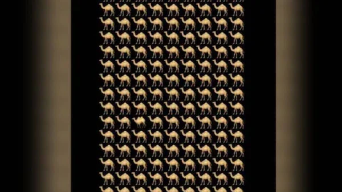 Optical Illusion: Spot The Different Camel In 5 Seconds | Viral News ...