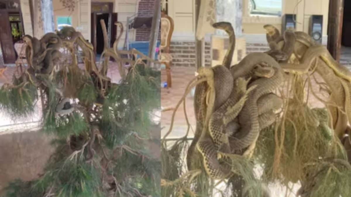 'Lord Shiva Reincarnated': Video Of Snakes On A Sandalwood Tree Leaves ...