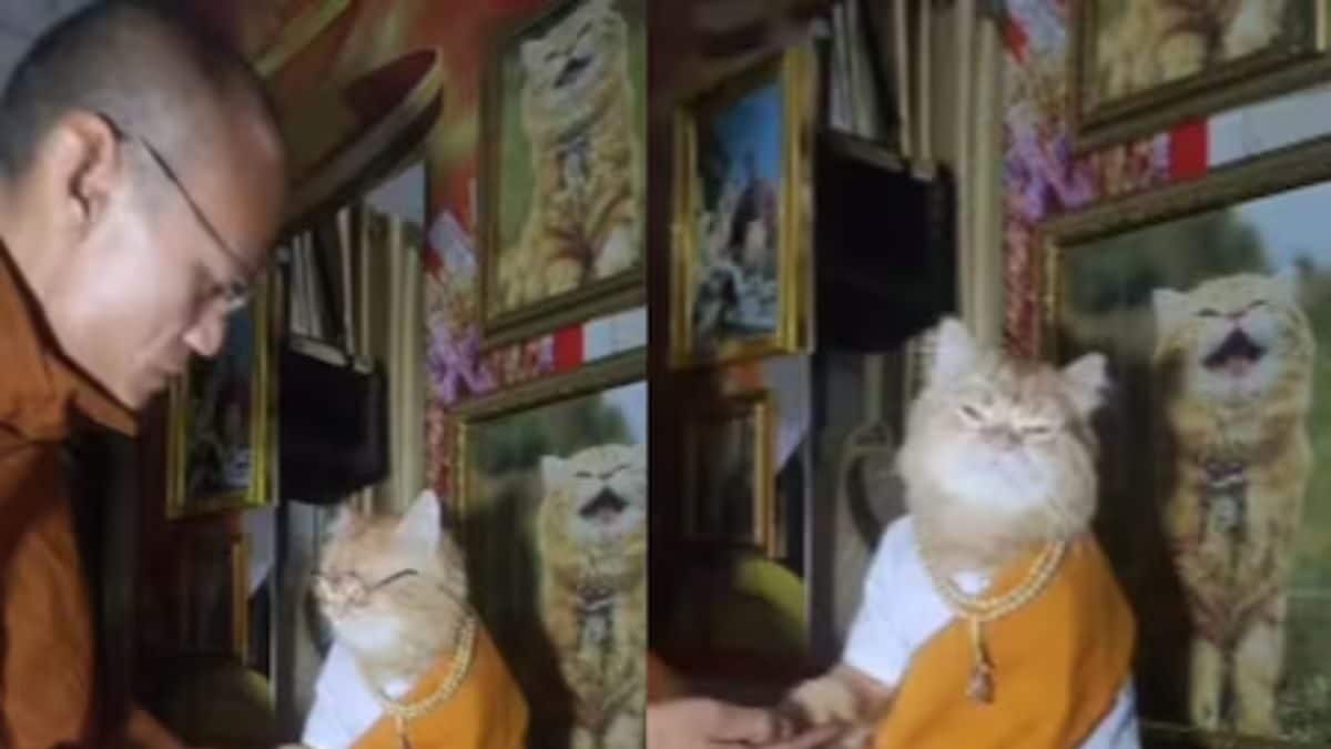 Adorable Cat In Buddhist Monk Robes Goes Viral For 'Attentive ...