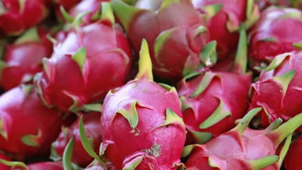 This Dragon Fruit Face Mask Can Bring Instant Glow To Your Skin, Here's ...