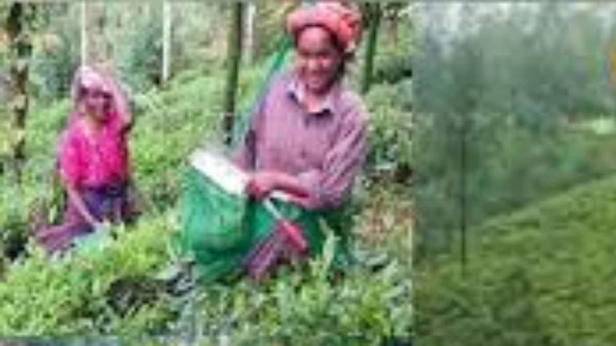 Here Are The Top 5 Tea Estate Getaways in India for Tea Lovers ...