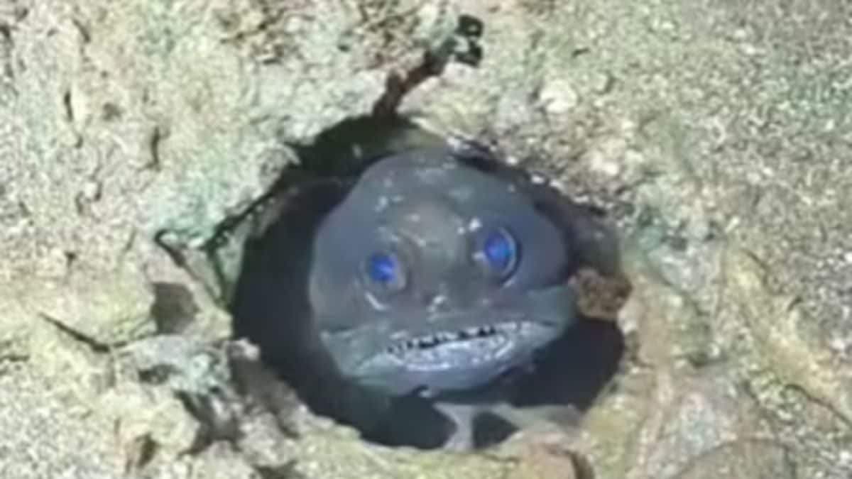 Video Of Sea Adventurer's Encounter With Deadly Black Jawfish Viral ...