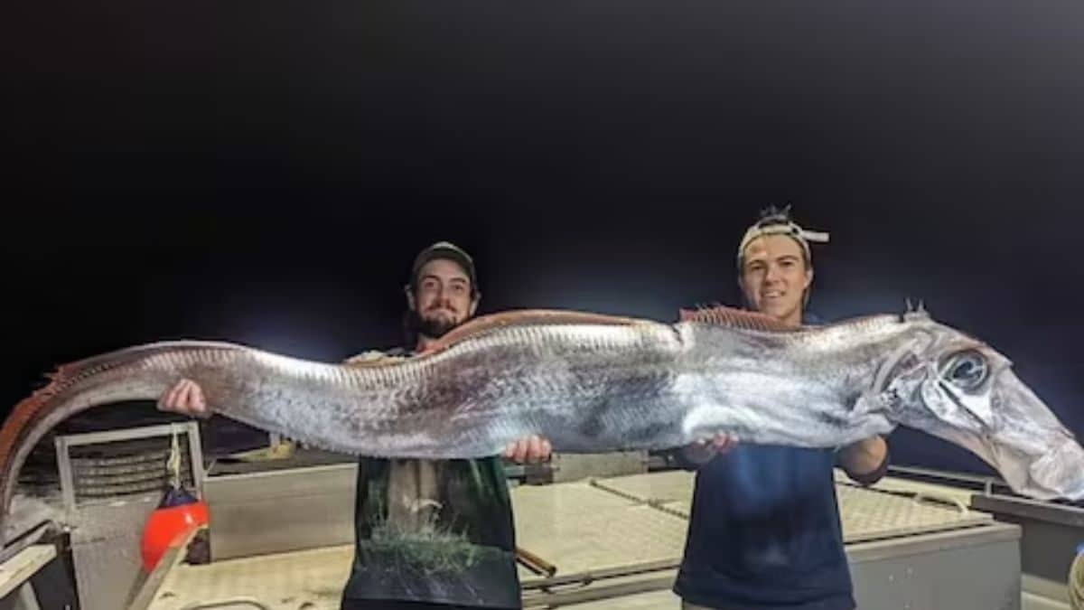 Giant Oarfish Discovered Near Tiwi Island, Locals Recall Ancient ...