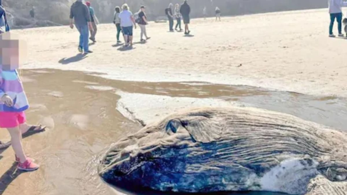 Strange Creature Spotted At USA’s Oregon Beach. Locals Mistake It For ...