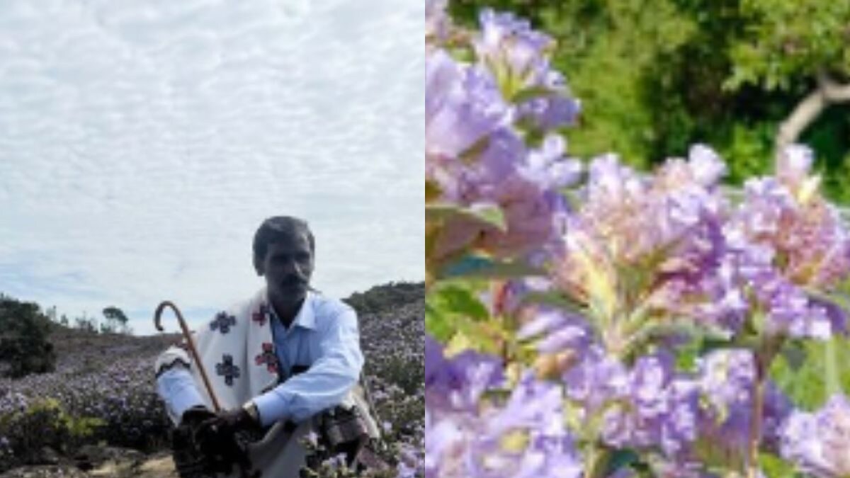 Viral Video of Neelakurinji Flowers Blooming In Nilgiris After 12 Years ...