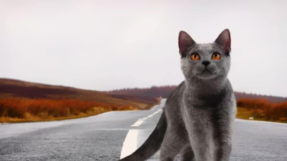 Lost Siamese Cat Travels Over 1,200 Km To Reunite With Owners After Two ...