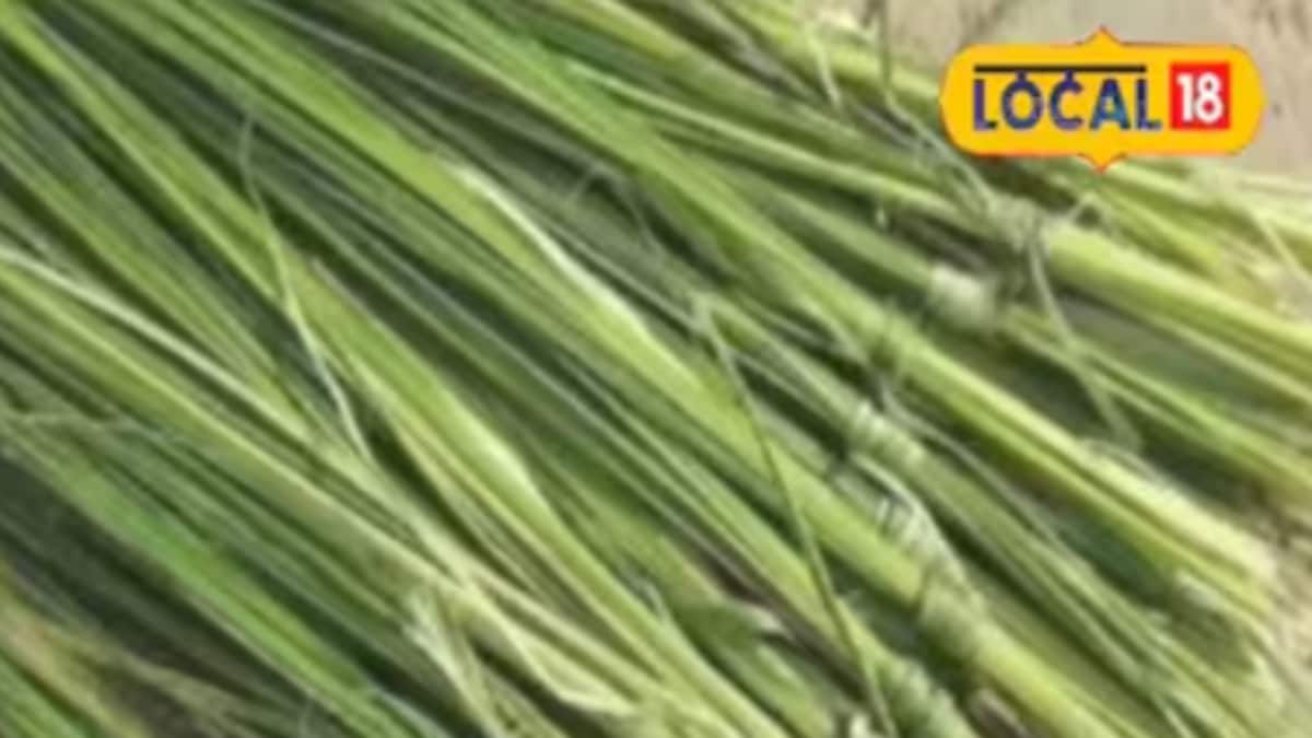 Kushi Amavasya 2024: Discover The Spiritual Significance of Kush in ...