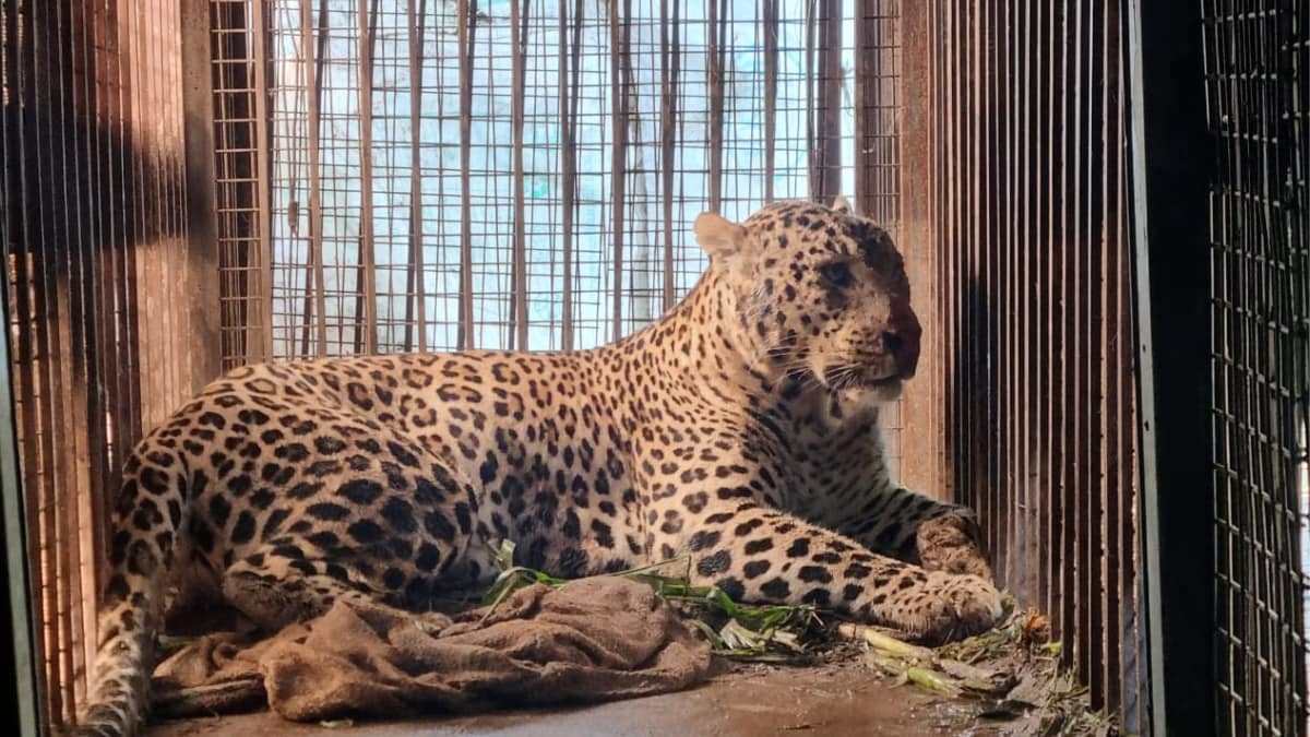 'Nazar Lag Gayi': Man-Eater Leopards Give Sleepless Nights To Villagers ...