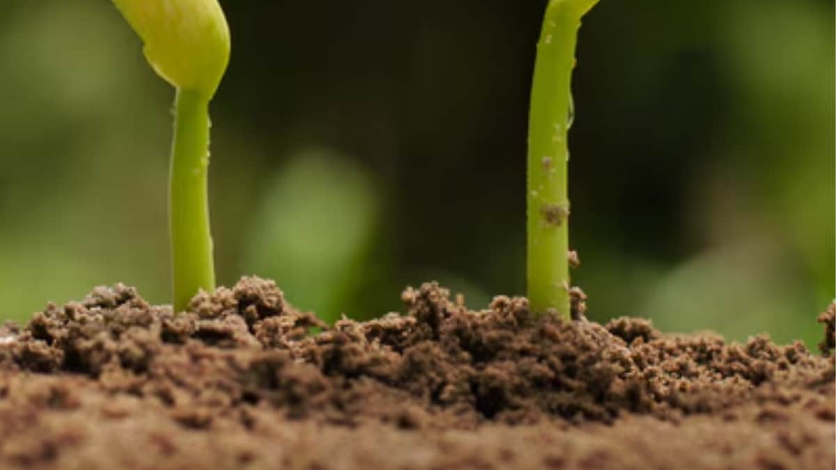 Ancient Seed Germinates After 1,000 Years, Scientists Discover Possible ...