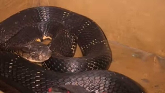 9-Foot King Cobra Found Hidden In Bedroom; Bone-Chilling Video Goes ...