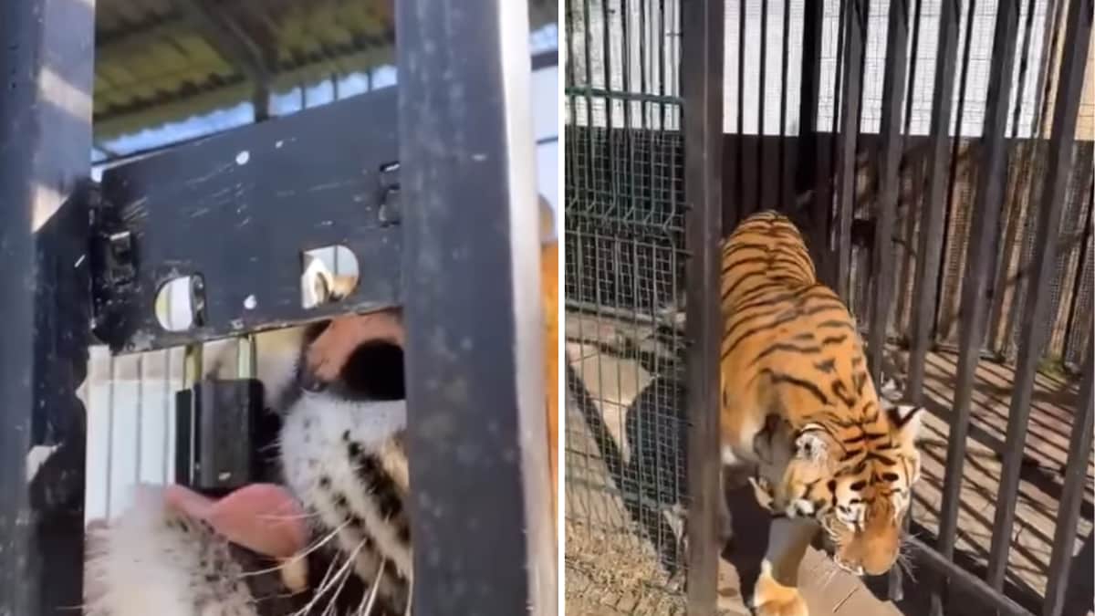 Tiger Uses Its Powerful Jaws To Break Cage Lock, Here's What Happens ...