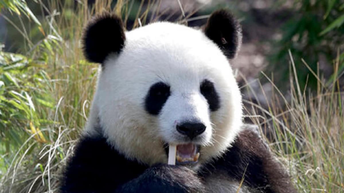 China Sends Two Pandas To The US On 10-Year ‘Diplomatic Mission ...