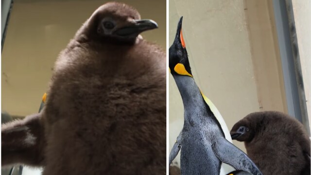 Move Over Baby Hippo, Adorable Penguin Pesto Is The Internet's New ...