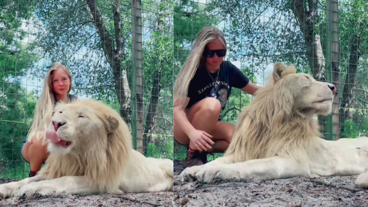 Giant White Lion And Caretaker Share Unlikely Bond In Viral Video ...