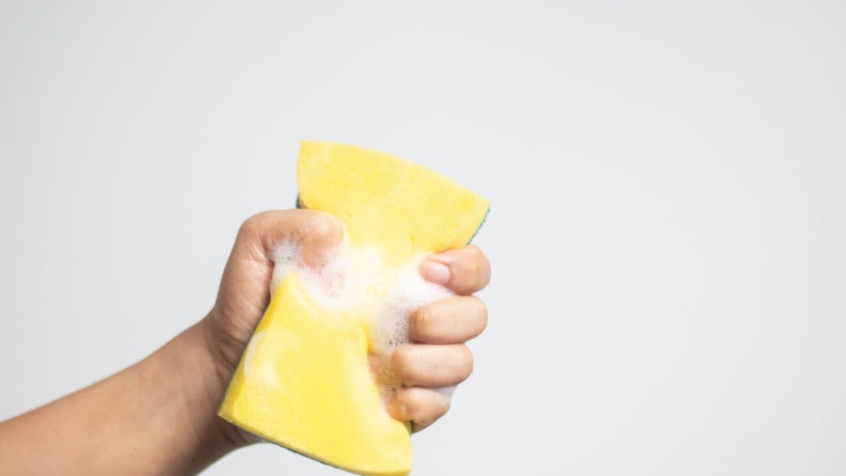 DYK That Your Kitchen Sponge Could Have These 7 Disease-Causing Germs ...