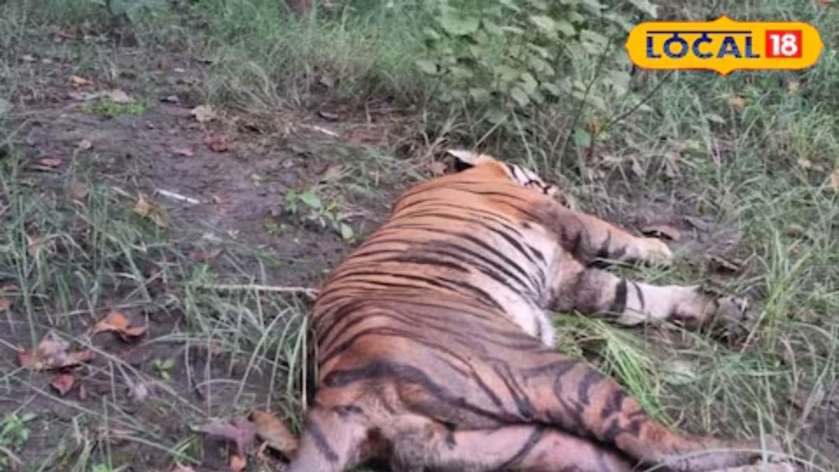 Firecrackers, Horns Made This Tiger Go Deaf; Is This Why It Was ...