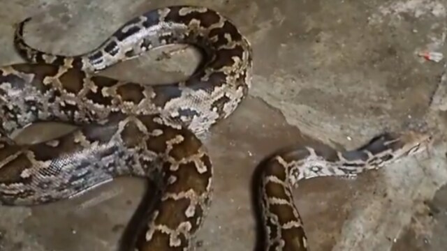Bone-chilling Video Of Giant Burmese Python Crawling On Hyderabad ...