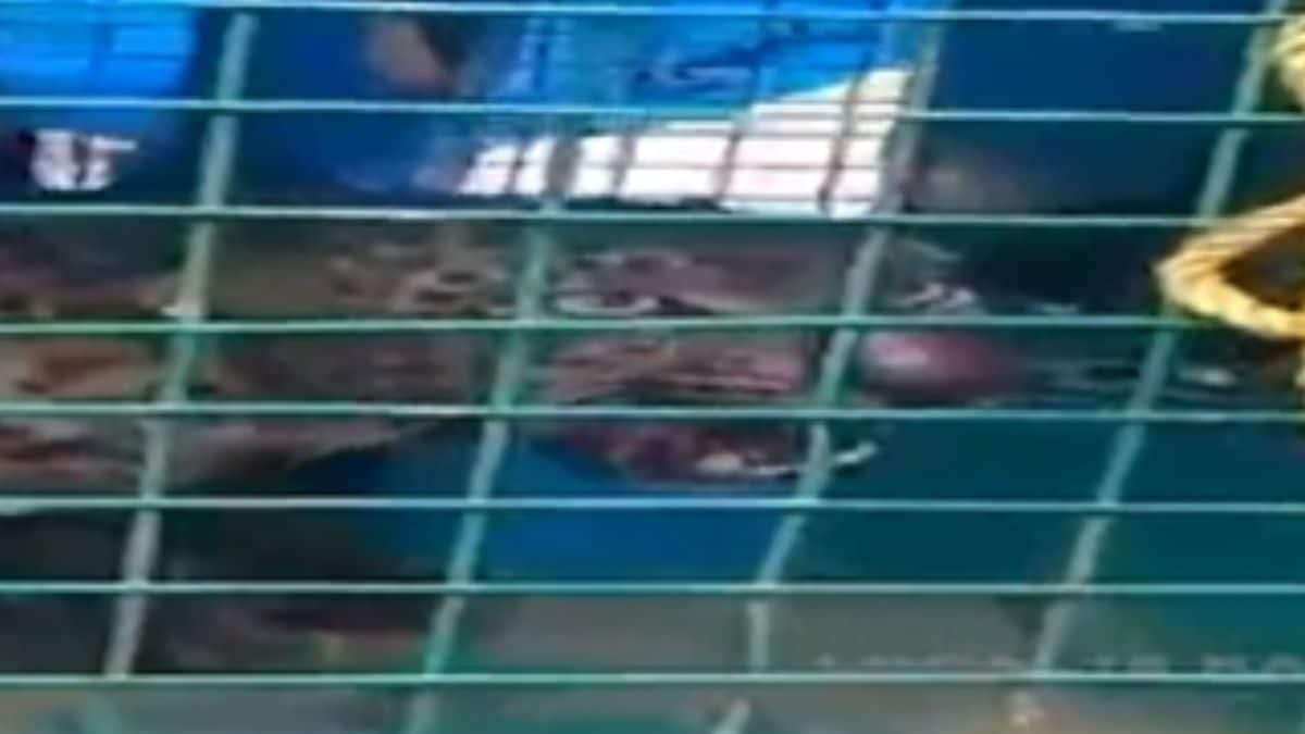 Leopard, Creating Havoc In Karnataka's Belthangady, Captured After 2 ...