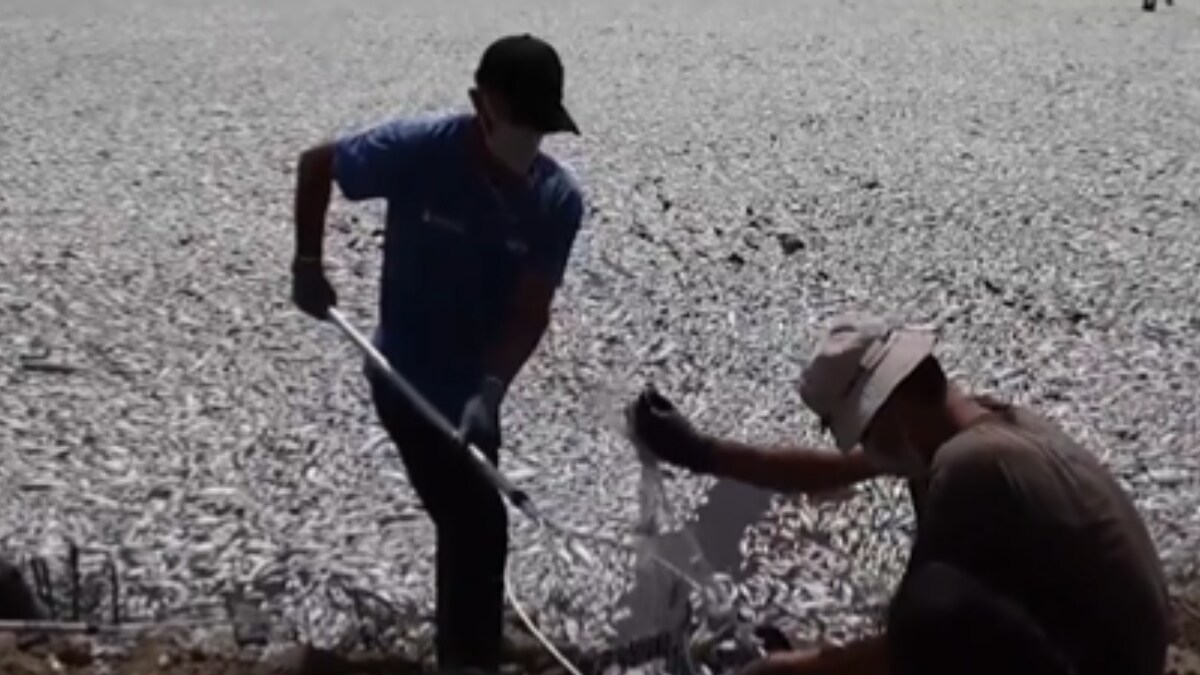 At This Popular Tourist Port In Greece, Thousands Of Dead Fish Cause ...