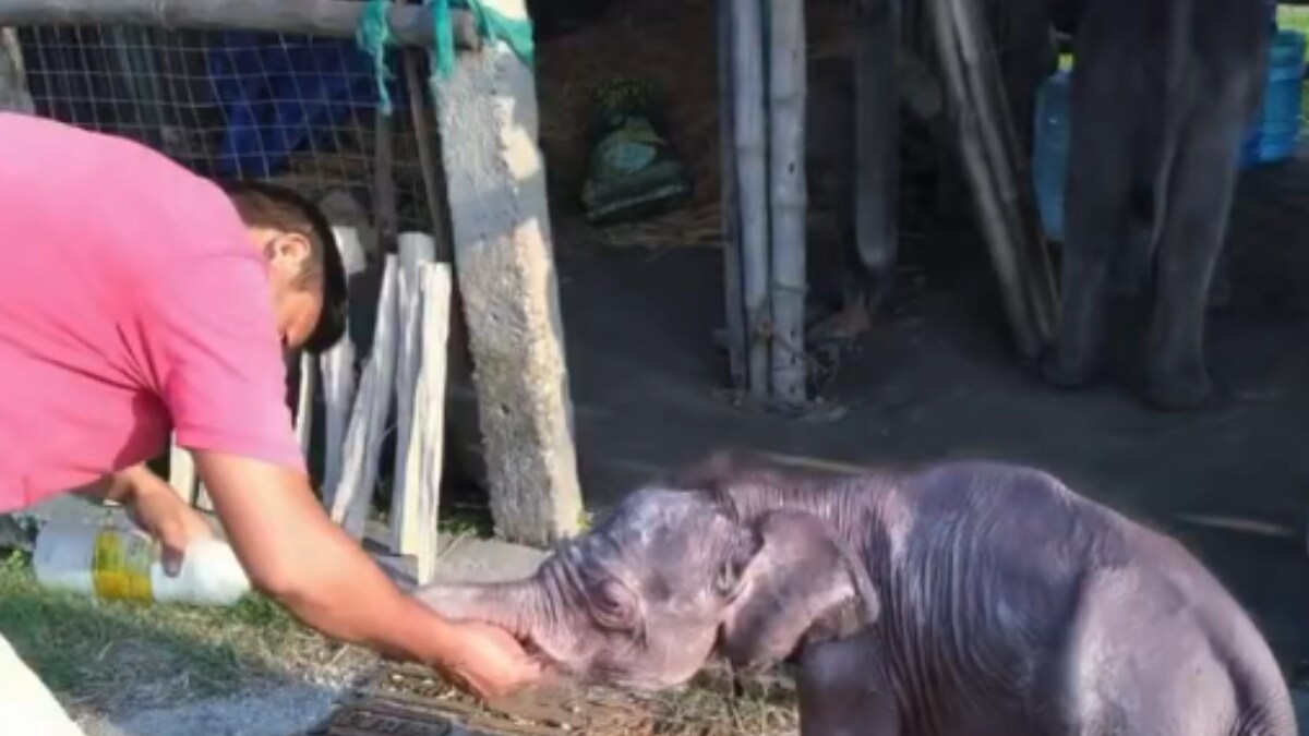 Watch: This Rescued Baby Elephant's Recovery Journey In Wholesome Video ...
