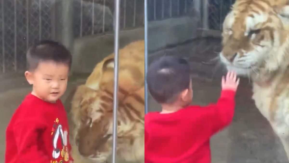 Watch: Majestic Tiger Playfully Mimics Toddler At China Zoo | Viral ...