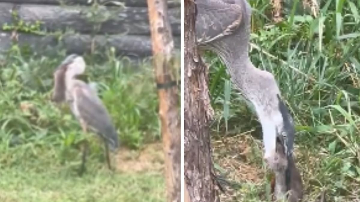 This Video Of Heron Gulping Down A Huge Rat Is Not For Faint-hearted ...