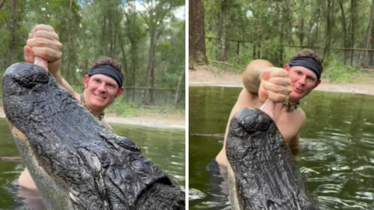 Video Of Man Feeding A Huge Alligator With Bare Hands Leaves Viewers ...