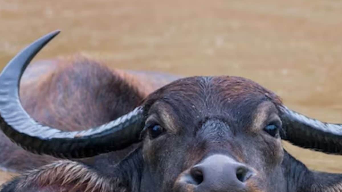 Why We Say 'Gayi Bhains Paani Mein': The Origins Of The Famous Hindi ...