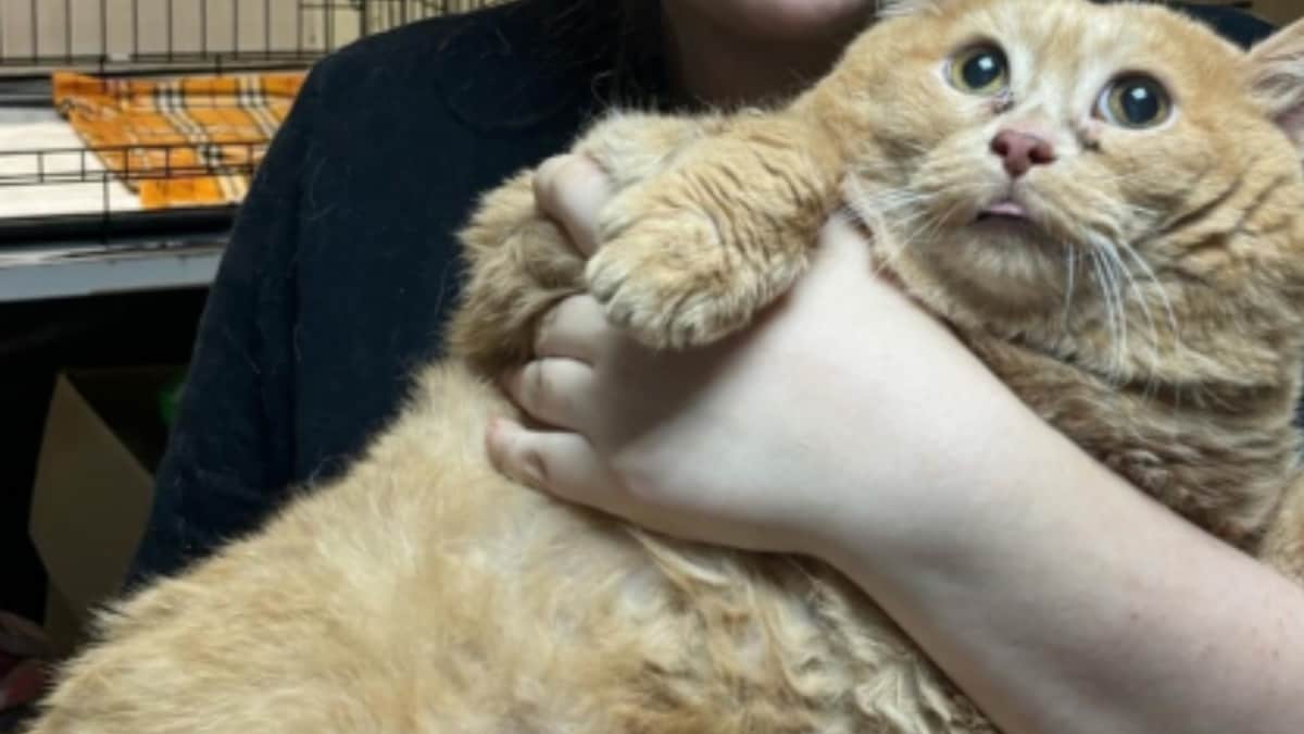 Russia’s 17-Kilo Cat Goes On A Diet After Snacking His Way To Obesity ...