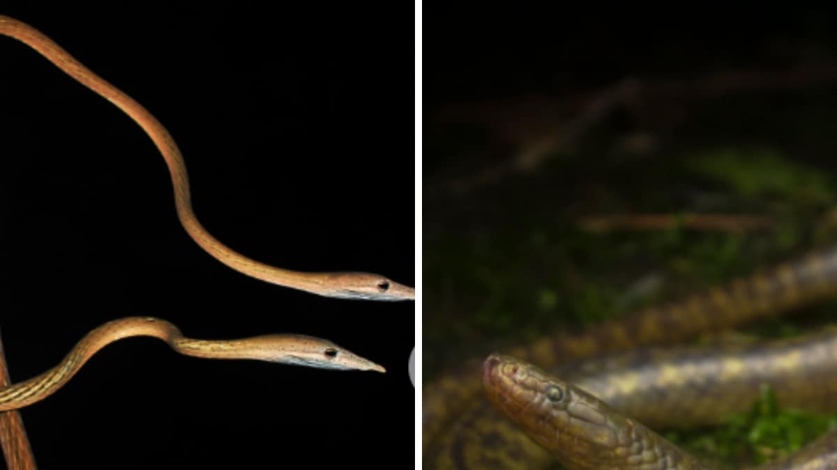 4-Foot-Long Snake Species With Long Snout Discovered In Bihar; Pictures ...