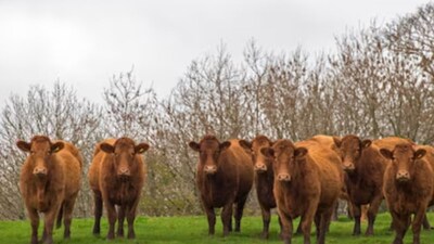 UK’s ‘Killer Cows’ Responsible For 4,000 Attacks Every Year | Viral ...
