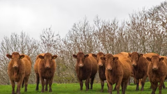 UK’s ‘Killer Cows’ Responsible For 4,000 Attacks Every Year | Viral ...