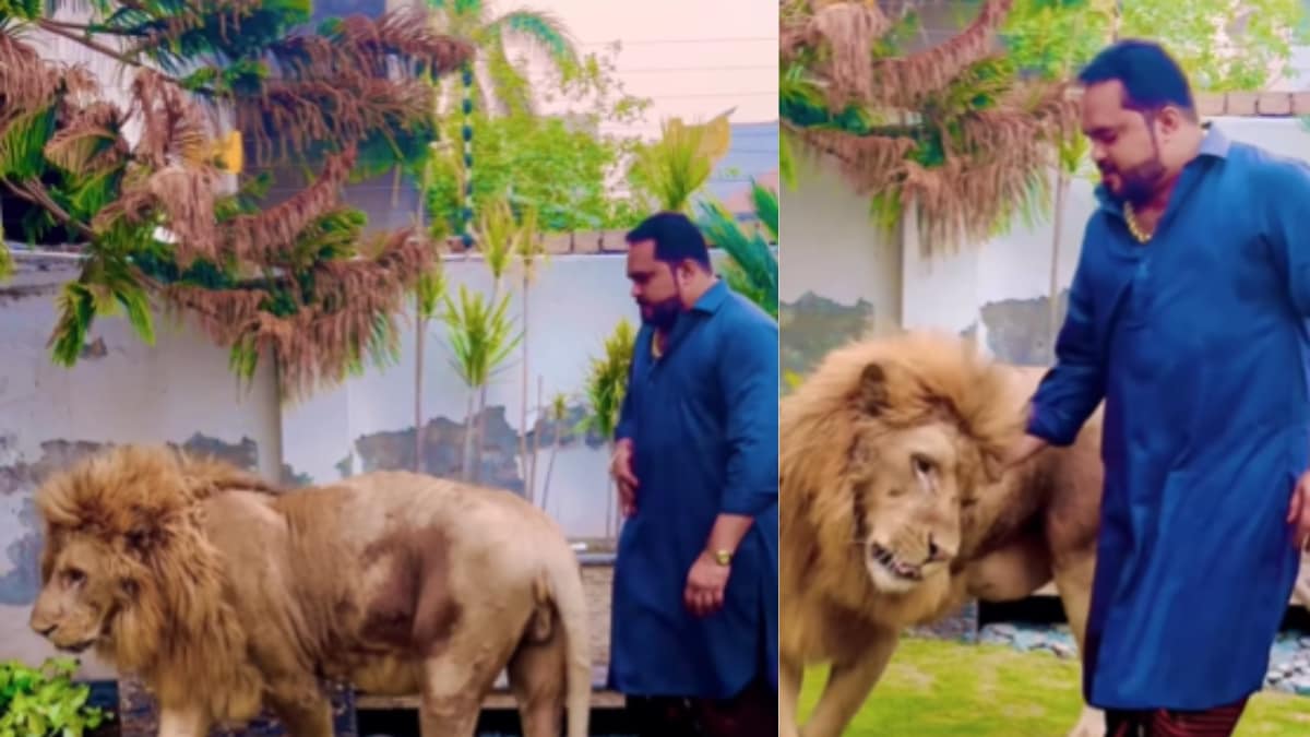 'Can’t Believe My Eyes': Video Of Man Calmly Walking With Lion Shocks ...