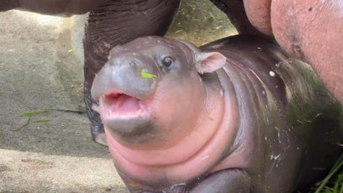 Watch: 2-Month-Old Baby Hippo Is Melting Hearts With Its Cute Antics ...