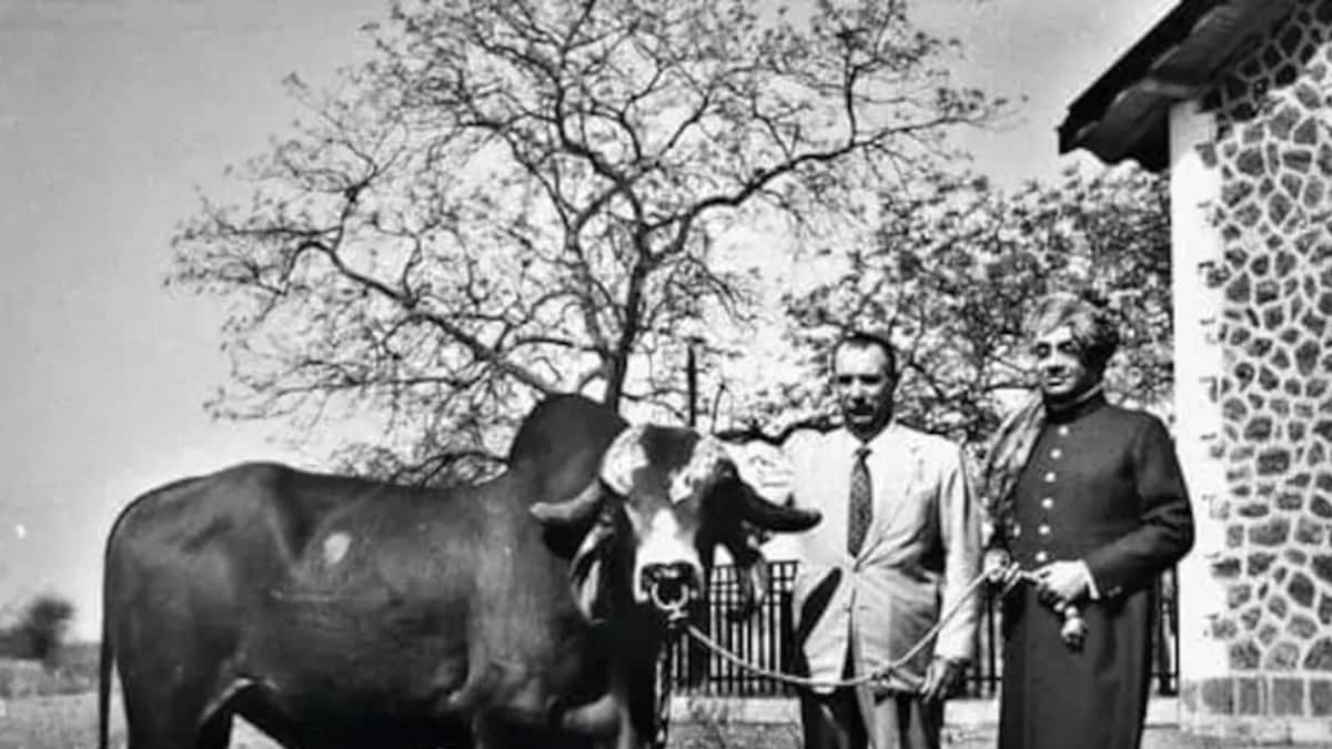 Did You Know Brazil's Dairy Revolution Was Powered By A Bull From ...