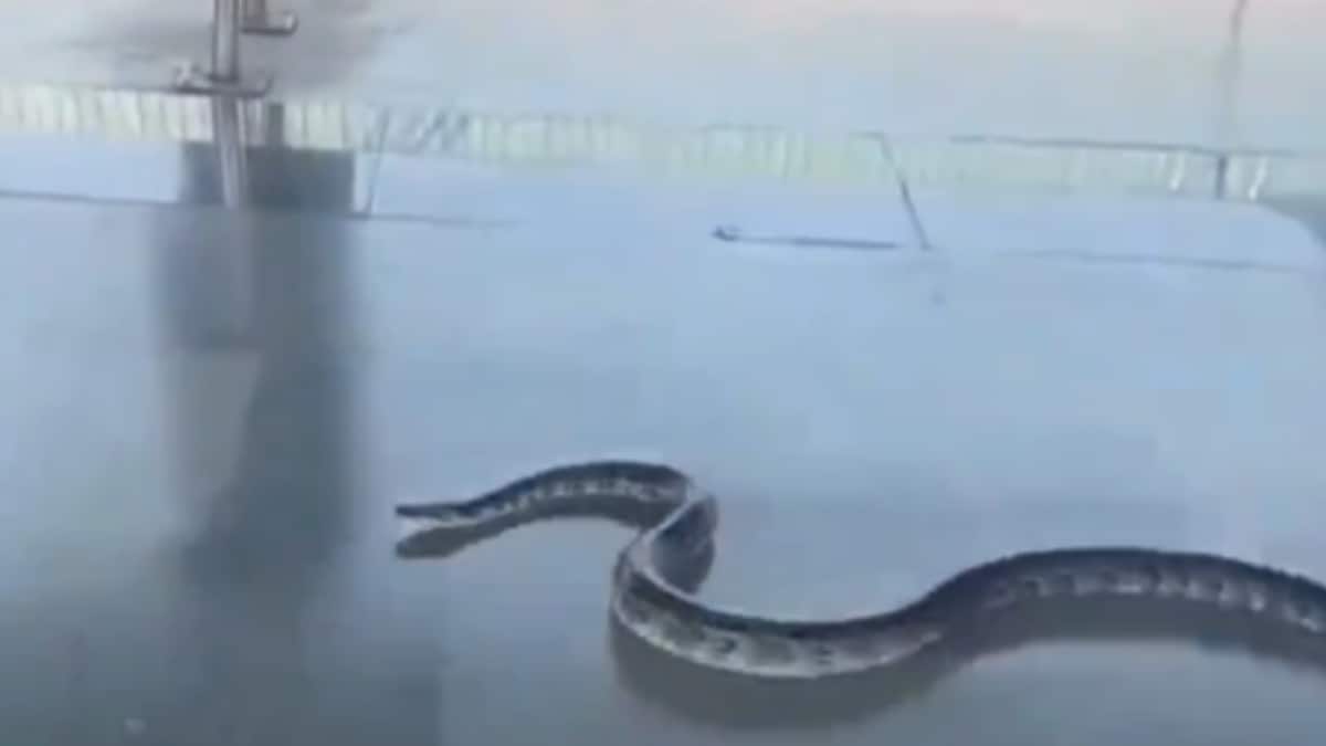In Shocking Video, 6-Foot Snake Creates Panic At Rishikesh Railway ...