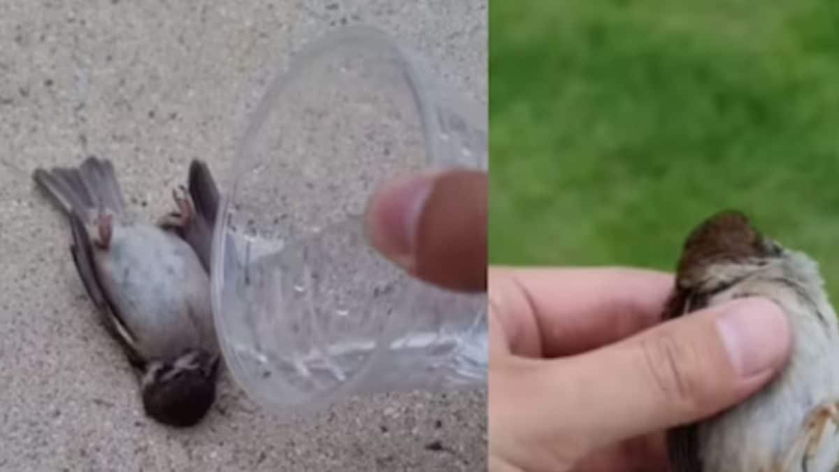 Man Feeds Water To Dying Bird, Internet Impressed By His Kind Gesture ...