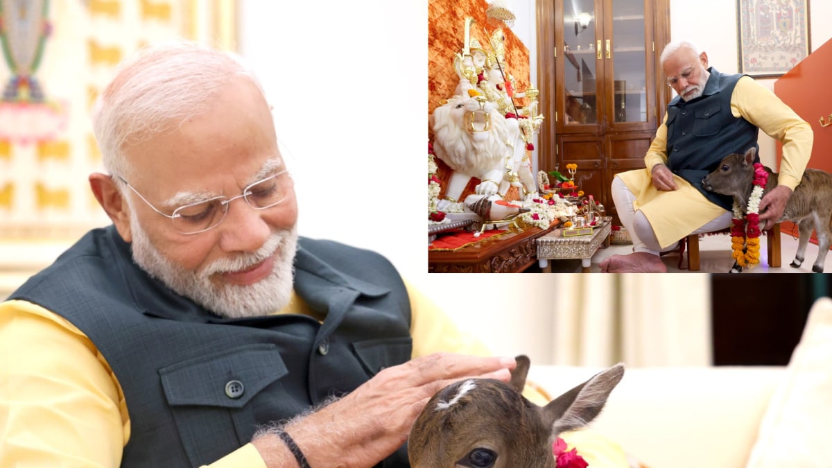 PM Modi’s Punganur Cow Love Gives Andhra Its Moo-Ment: The Breed Which ...