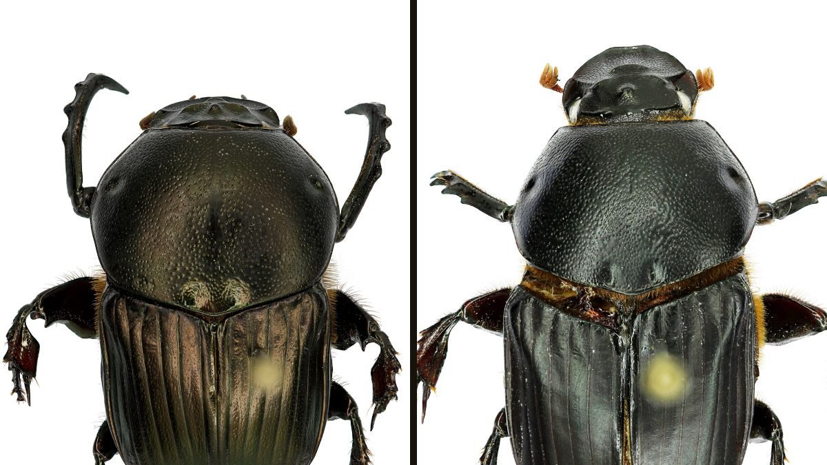 New Beetle Species Discovered from Bengaluru’s Last Remaining ...
