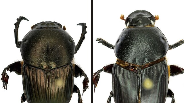 New Beetle Species Discovered from Bengaluru’s Last Remaining ...