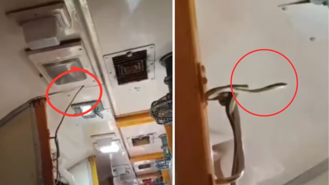 Video: Snake Spotted Inside Jabalpur-Mumbai Garib Rath Express Train ...