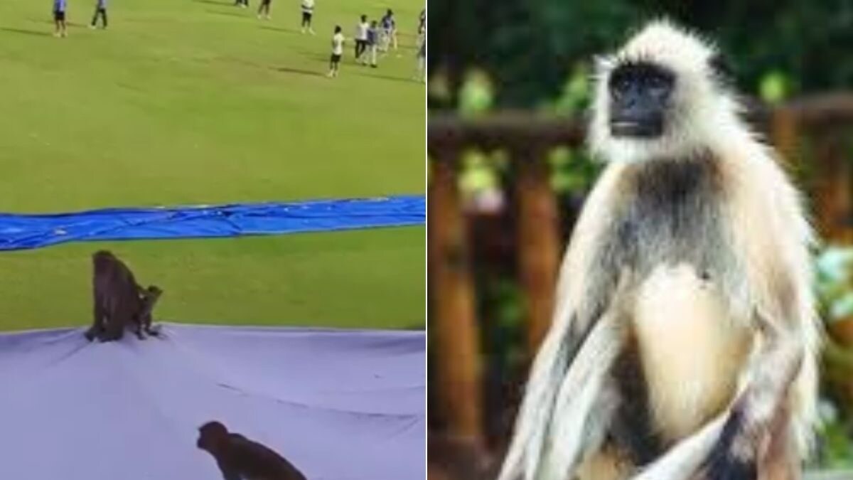 UPCA Hires Langurs to Fight Monkey Threat at Green Park During India vs ...