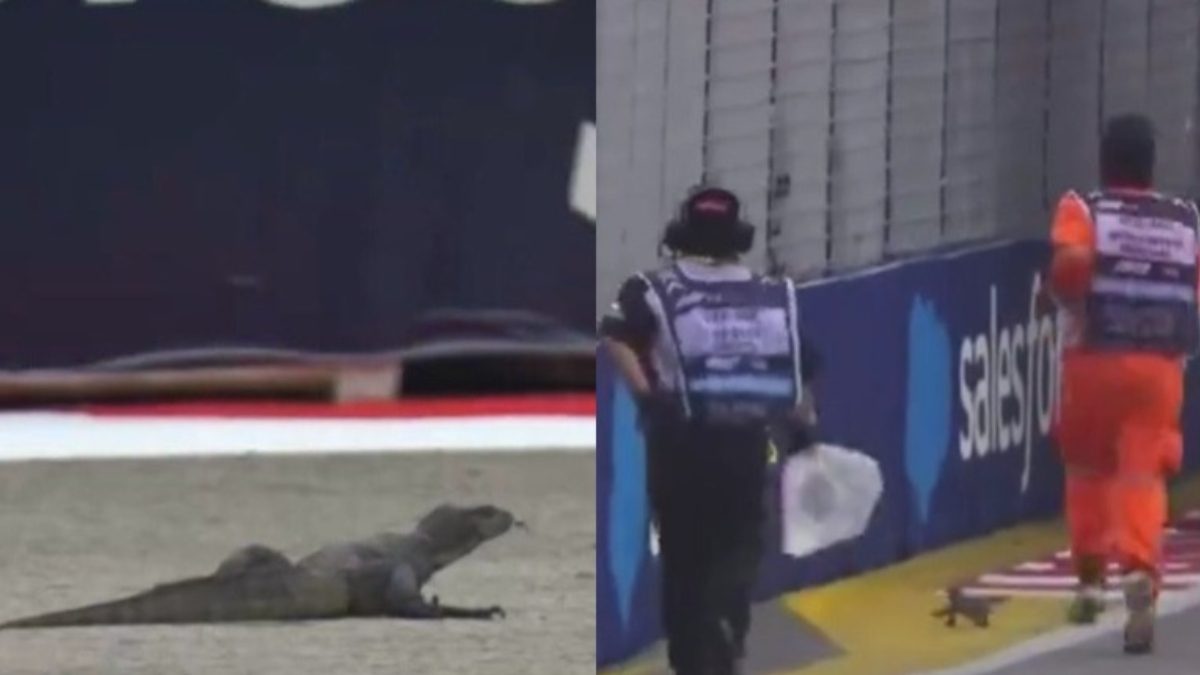 F1: Rogue Lizard Brings Singapore Grand Prix Practice to Hilarious Halt ...