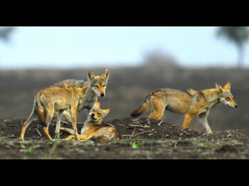 Why Are Wolves Back to Hunting Children in UP's Hinterland after 30 ...