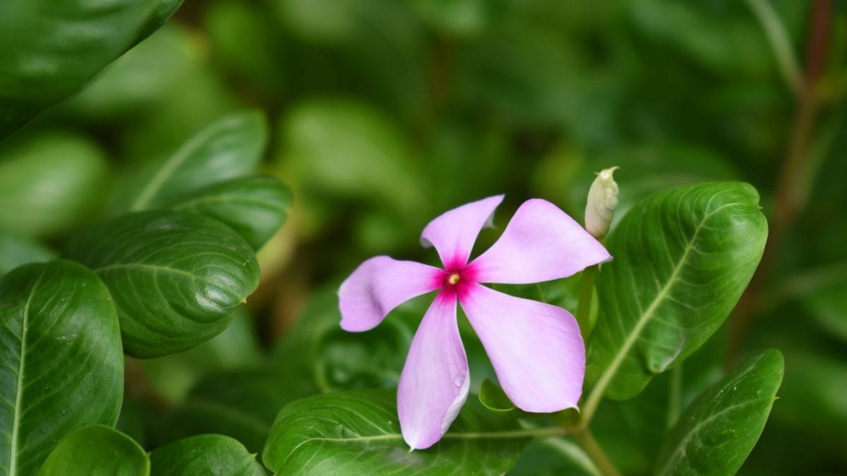 These 5 Flowers May Help Lower Blood Sugar Levels | Lifestyle News - News18